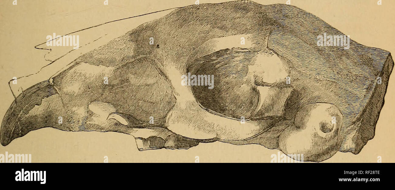 . Catalogue of the fossil Mammalia in the British museum, (Natural ...