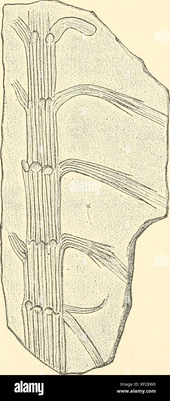 . Catalogue of the fossil plants of the Glossopteris flora in the ...