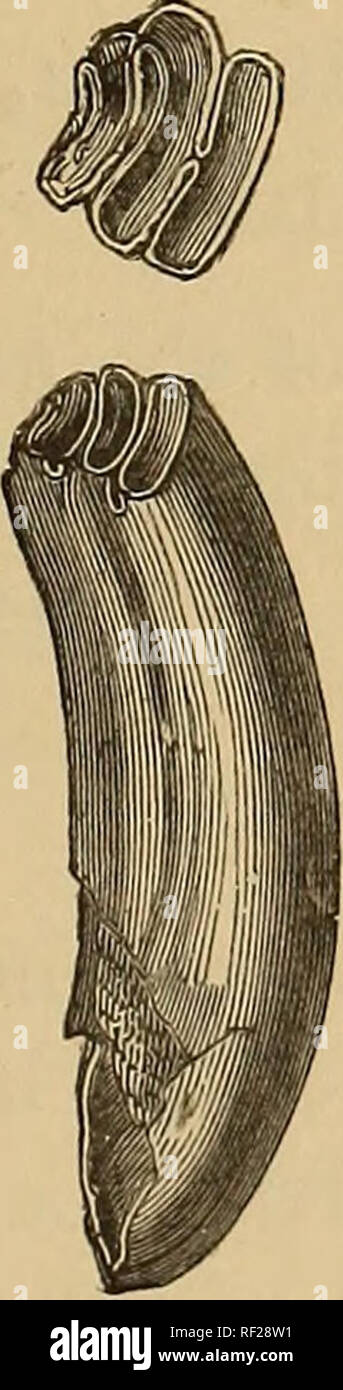 . Catalogue of the fossil Mammalia in the British museum, (Natural ...