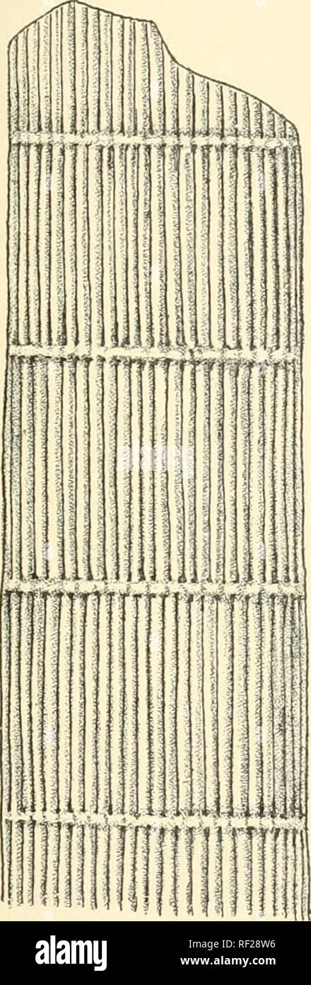 Deliquescens hi-res stock photography and images - Alamy