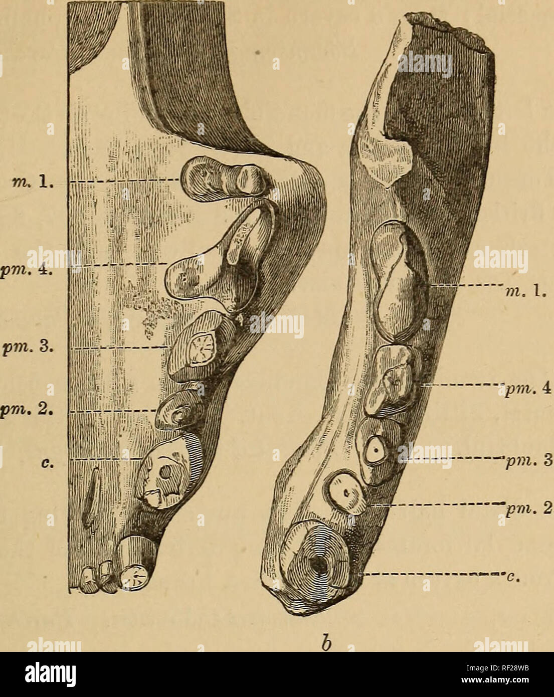 . Catalogue of the fossil Mammalia in the British museum, (Natural ...