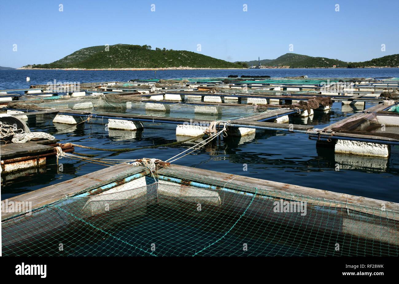 Large-scale nets for breeding seabass set up in the open sea at a fish ...