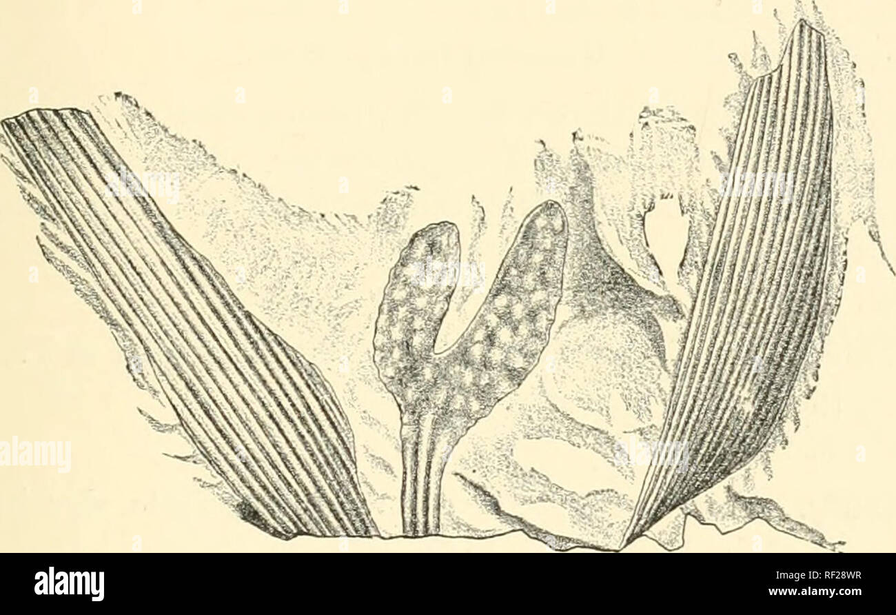 Fossil glossopteris leaf hi-res stock photography and images - Alamy