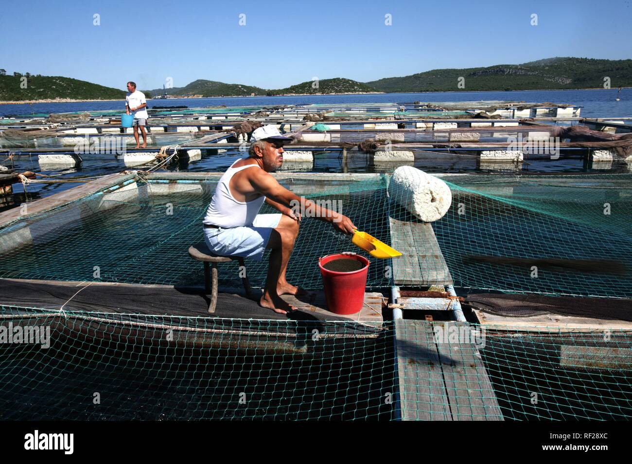 Large-scale nets for breeding seabass set up in the open sea at a fish ...