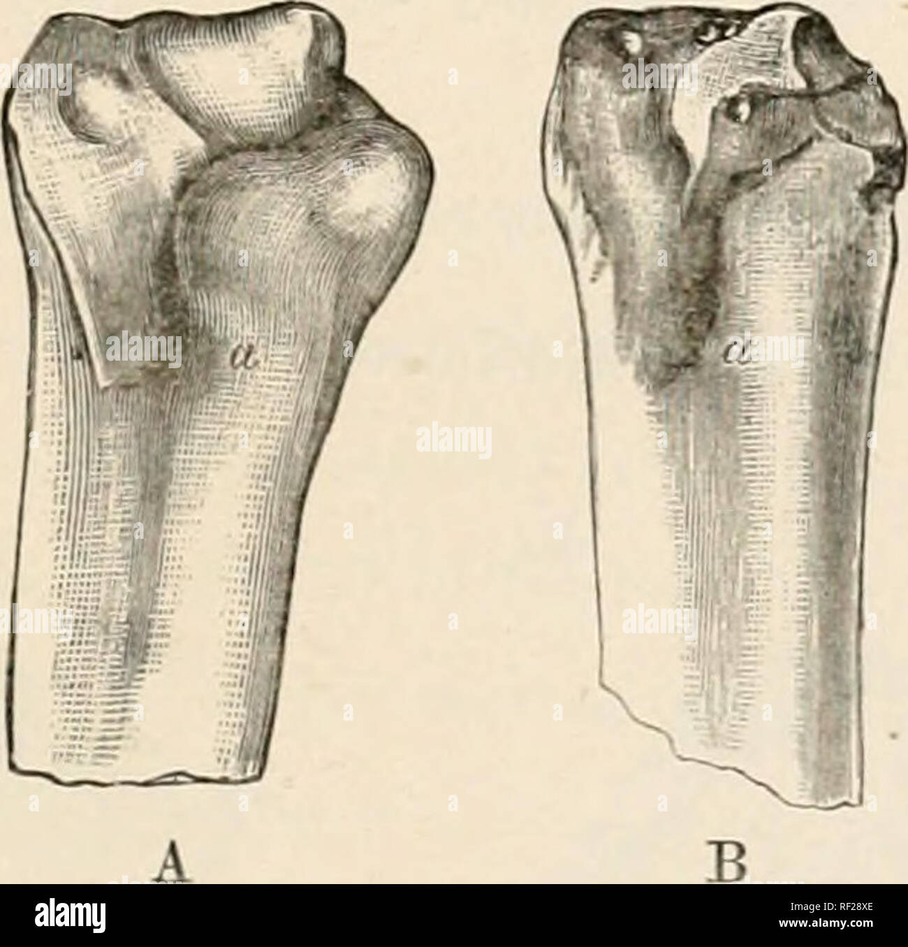 . Catalogue of the fossil birds in the British Museum (Natural History ...