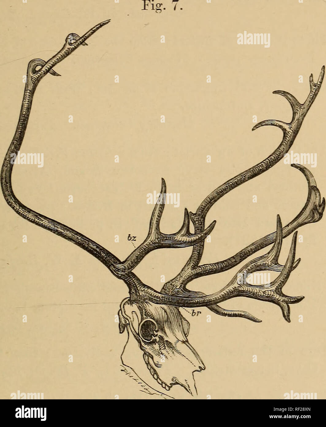 . Catalogue of the fossil Mammalia in the British museum, (Natural ...