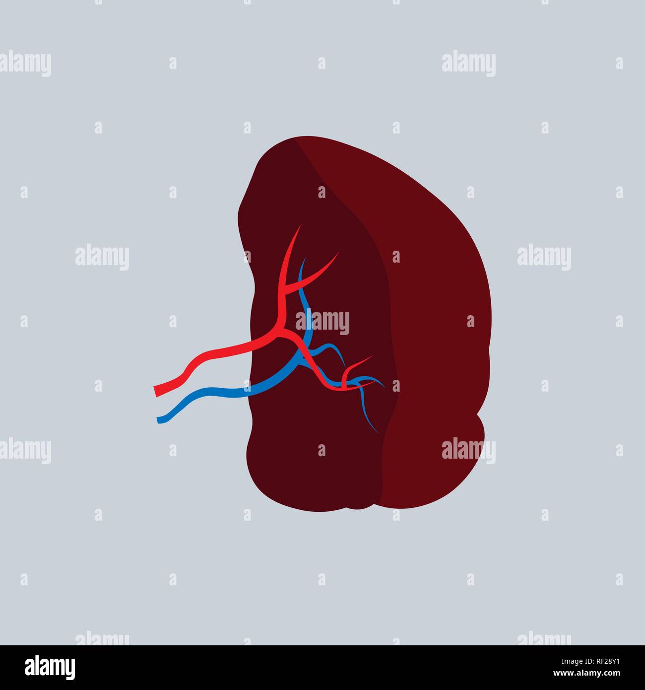 Cartoon Illustration of a Spleen. Human Internal Organs. medical Vector ...