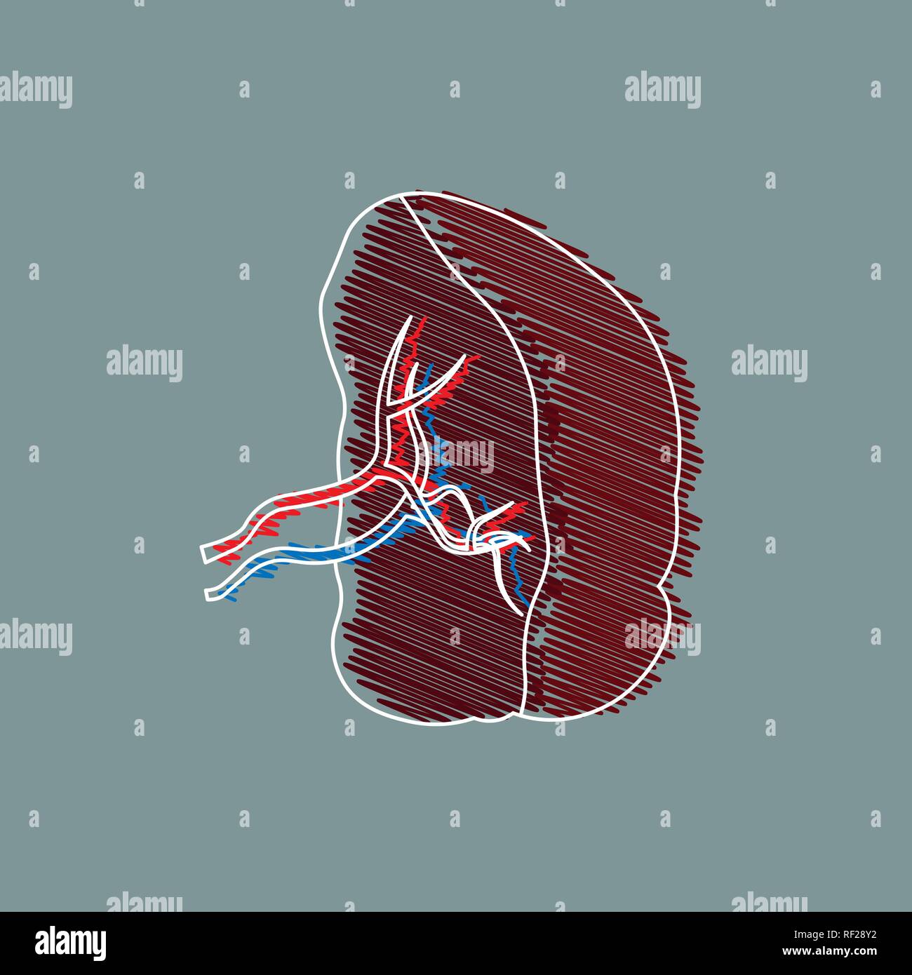 medical Illustration stylized drawing . Cartoon Illustration of a ...