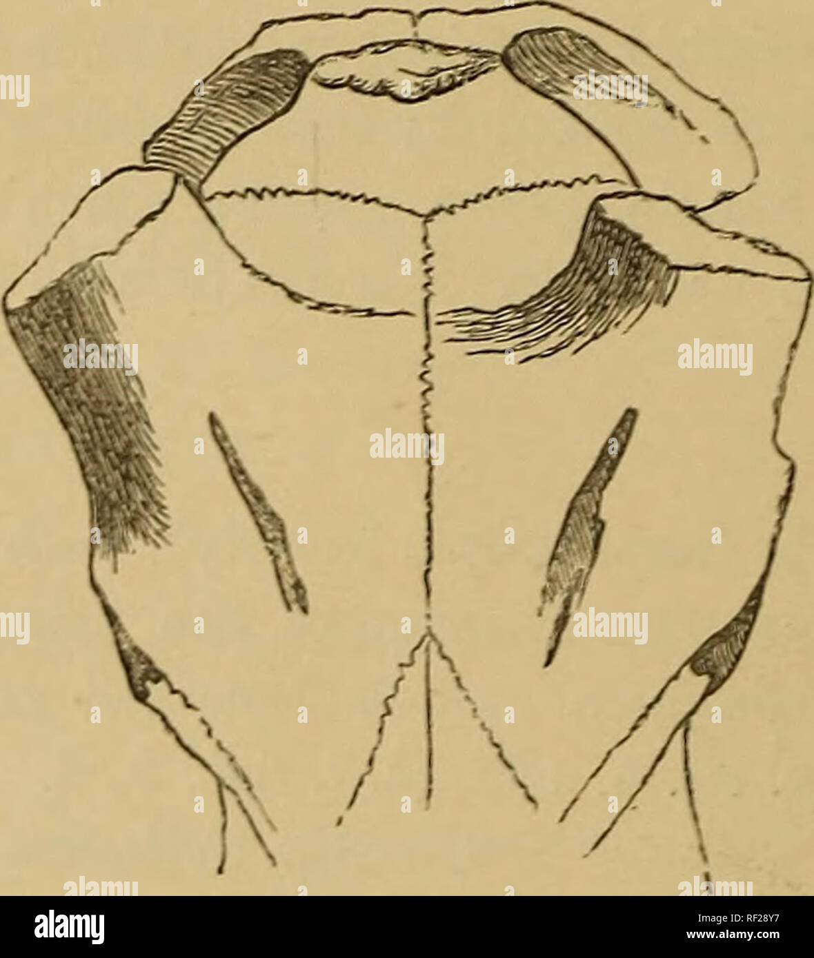 Leptobos hi-res stock photography and images - Alamy