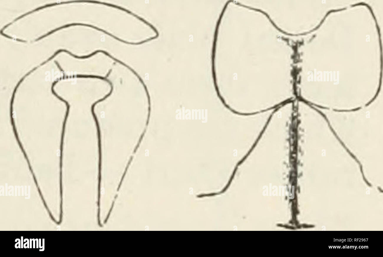 . Catalogue of the fishes in the British Museum. British Museum ...