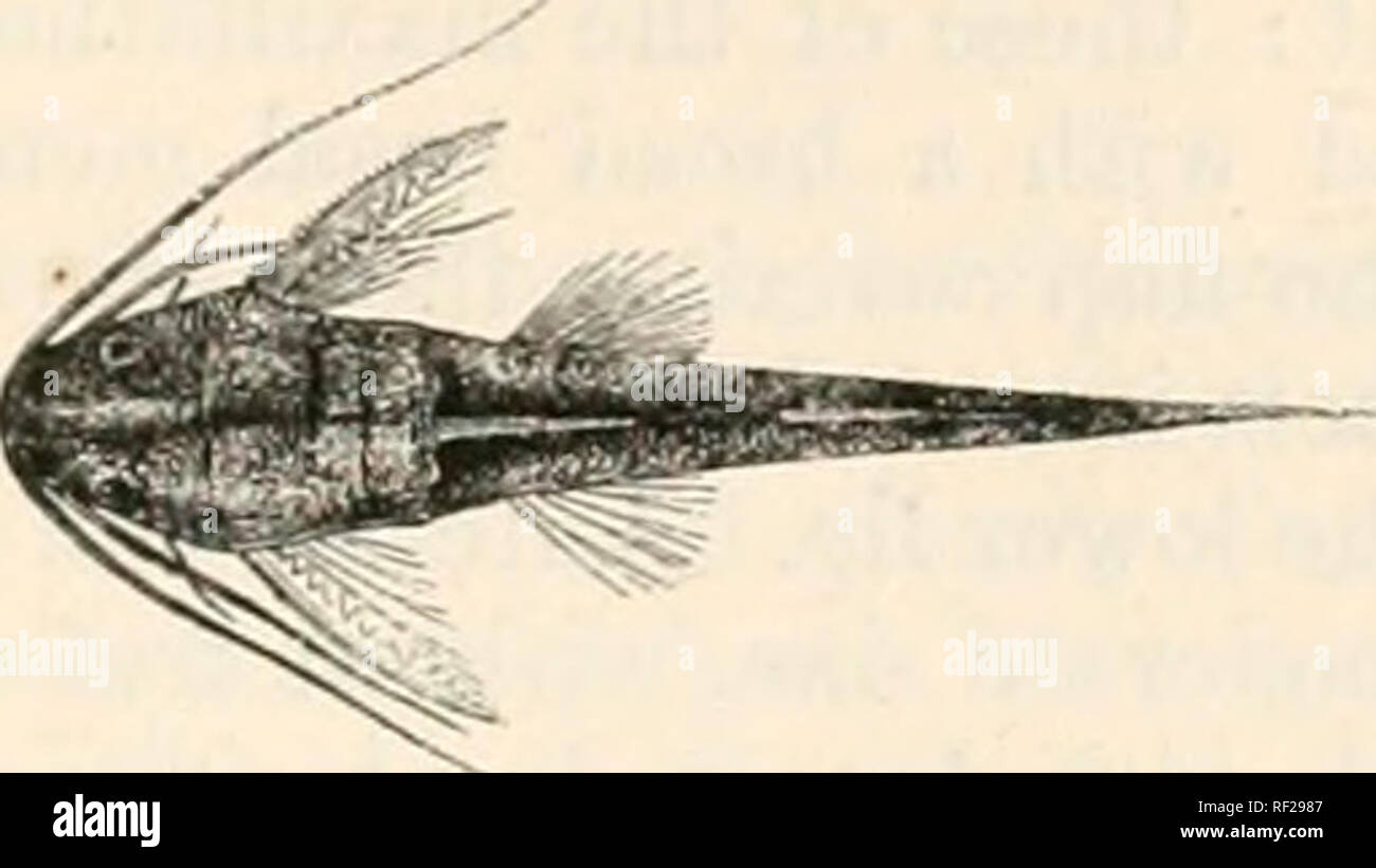 . Catalogue of the fishes in the ... Museum. . lateral margins of the ...