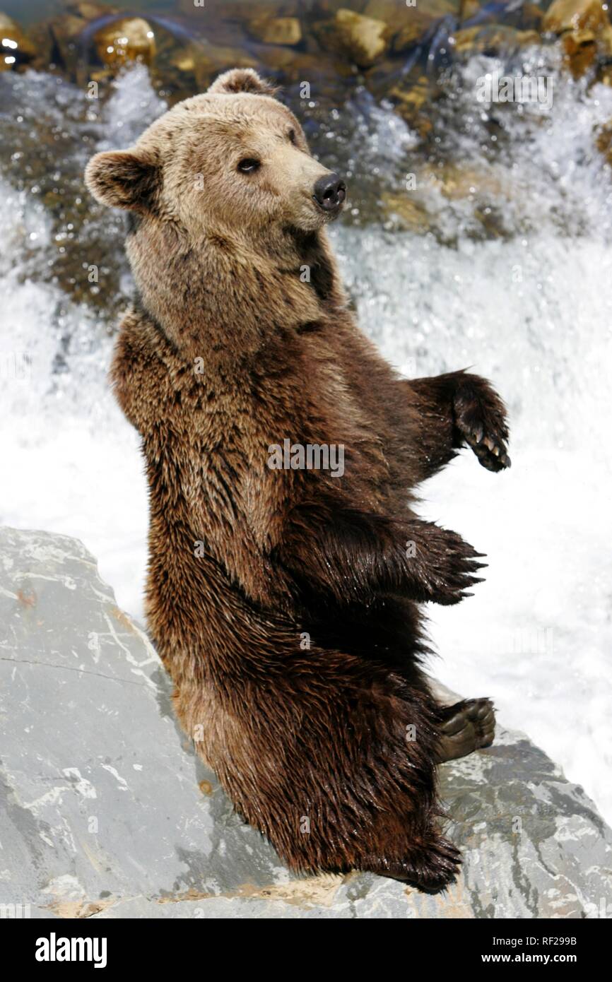 Kodiak Bear (Ursus arctos middendorffi) standing on its hind legs at ...