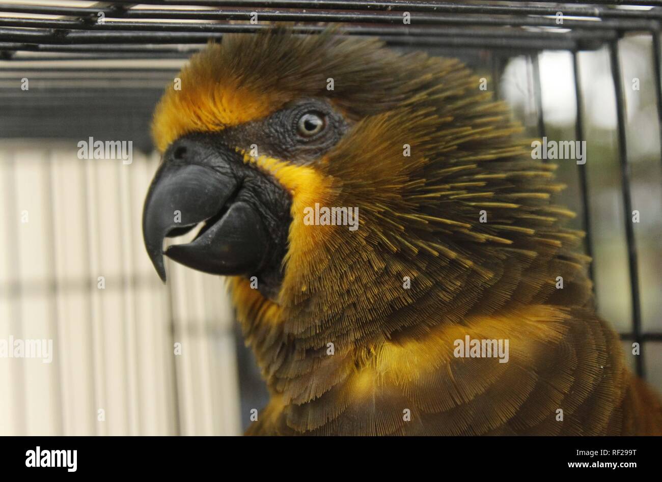 Seen a brown parrot (Chalcopsitta duivenbodei) perched in a mini zoo ...