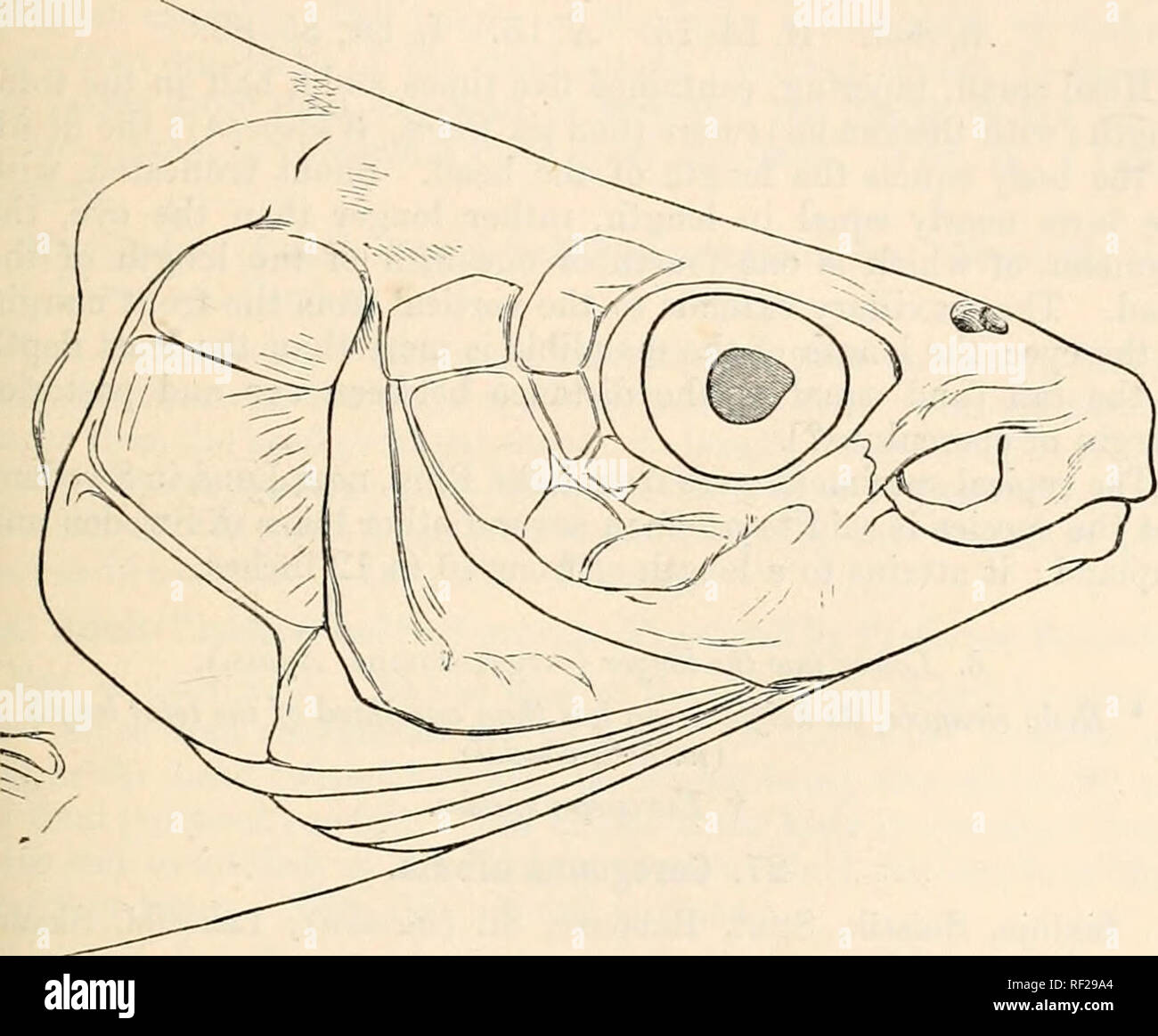 . Catalogue of the fishes in the ... Museum. 11. COSEGONUS. 191 ...