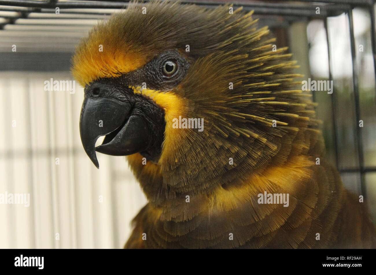 Seen a brown parrot (Chalcopsitta duivenbodei) perched in a mini zoo ...