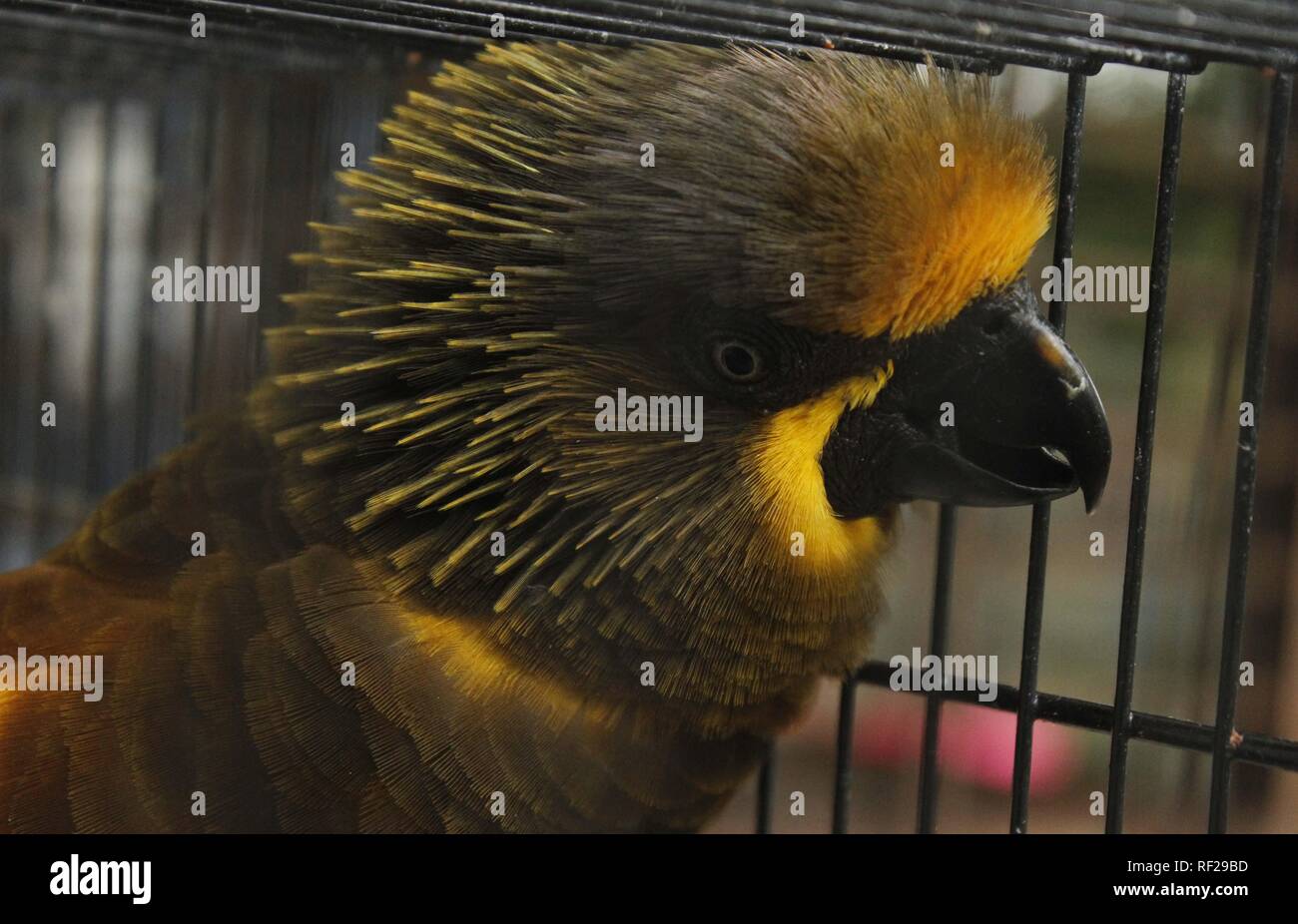 Seen a brown parrot (Chalcopsitta duivenbodei) perched in a mini zoo ...