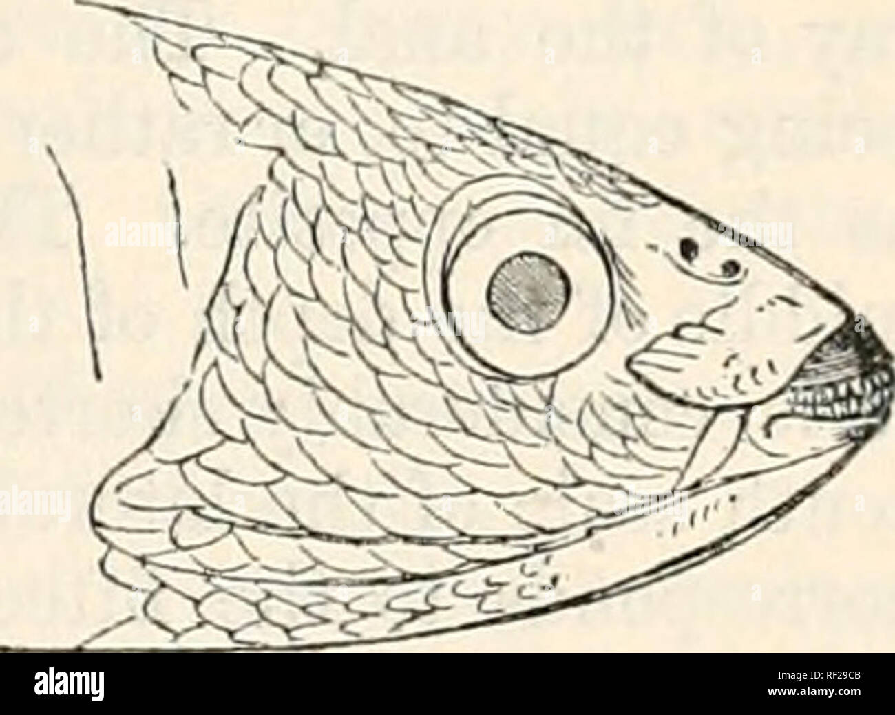 . Catalogue of the fishes in the ... Museum. 1. MUGIL. 455 covered by ...