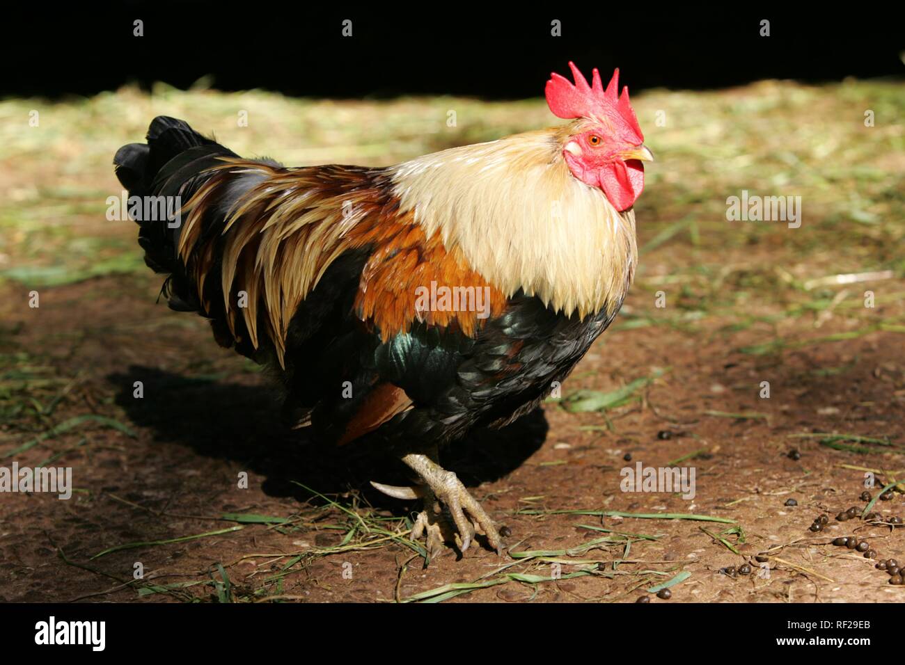 Rooster (Gallus gallus) in a chicken coop, Gelsenkirchen, North Rhine ...