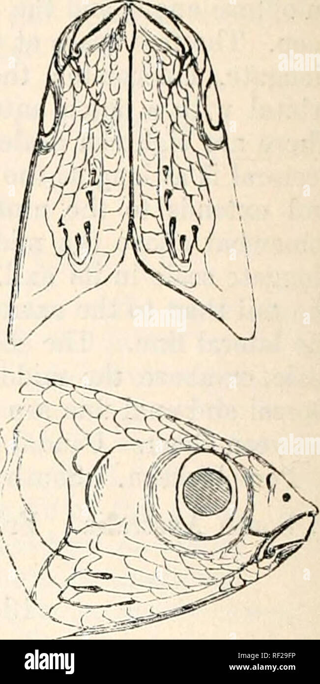 . Catalogue of the fishes in the ... Museum. 426 MUGILID.^i. below the ...