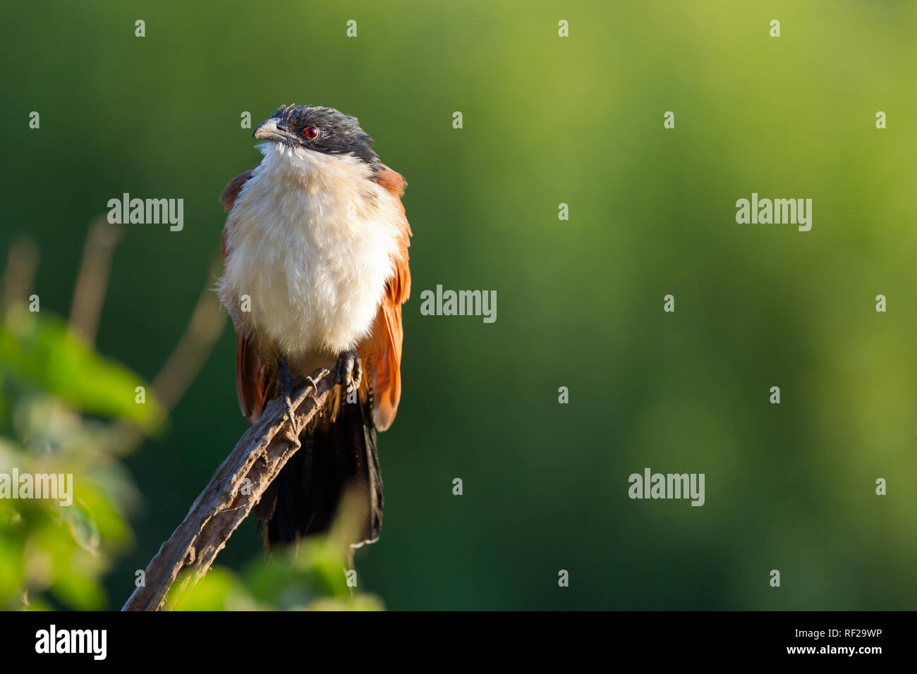 Burchell's Coucal, Centropus burchelli, has bubbling call, frequently ...