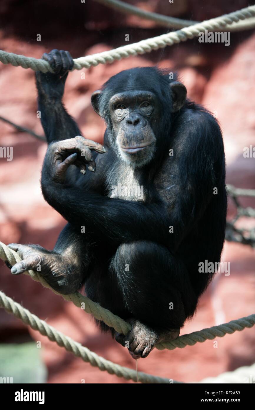 Chimpanzee (Pan) at ZOOM Erlebniswelt Zoo in Gelsenkirchen, North Rhine ...