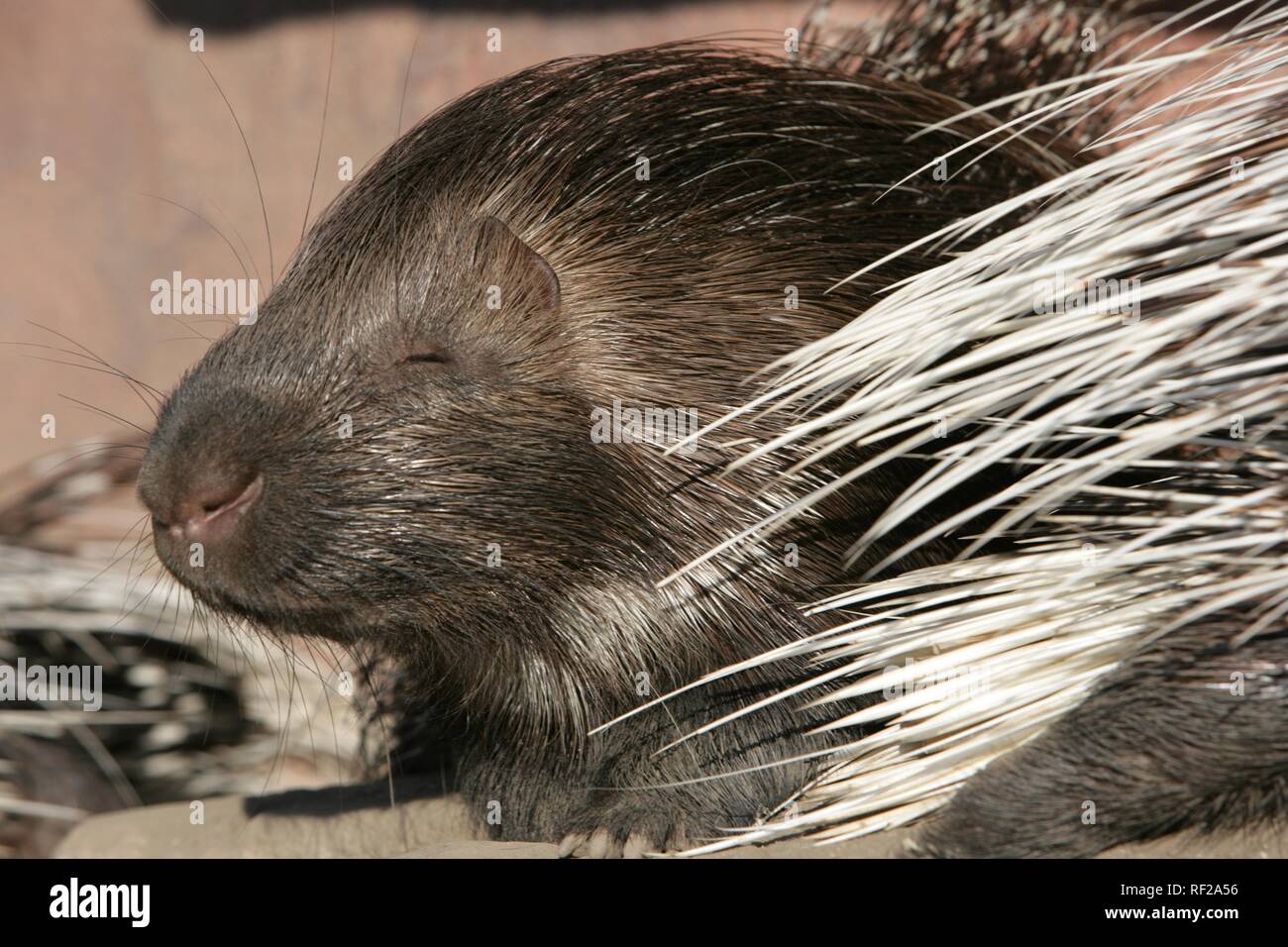Porcupine (Hystricidae) at ZOOM Erlebniswelt Zoo in Gelsenkirchen ...