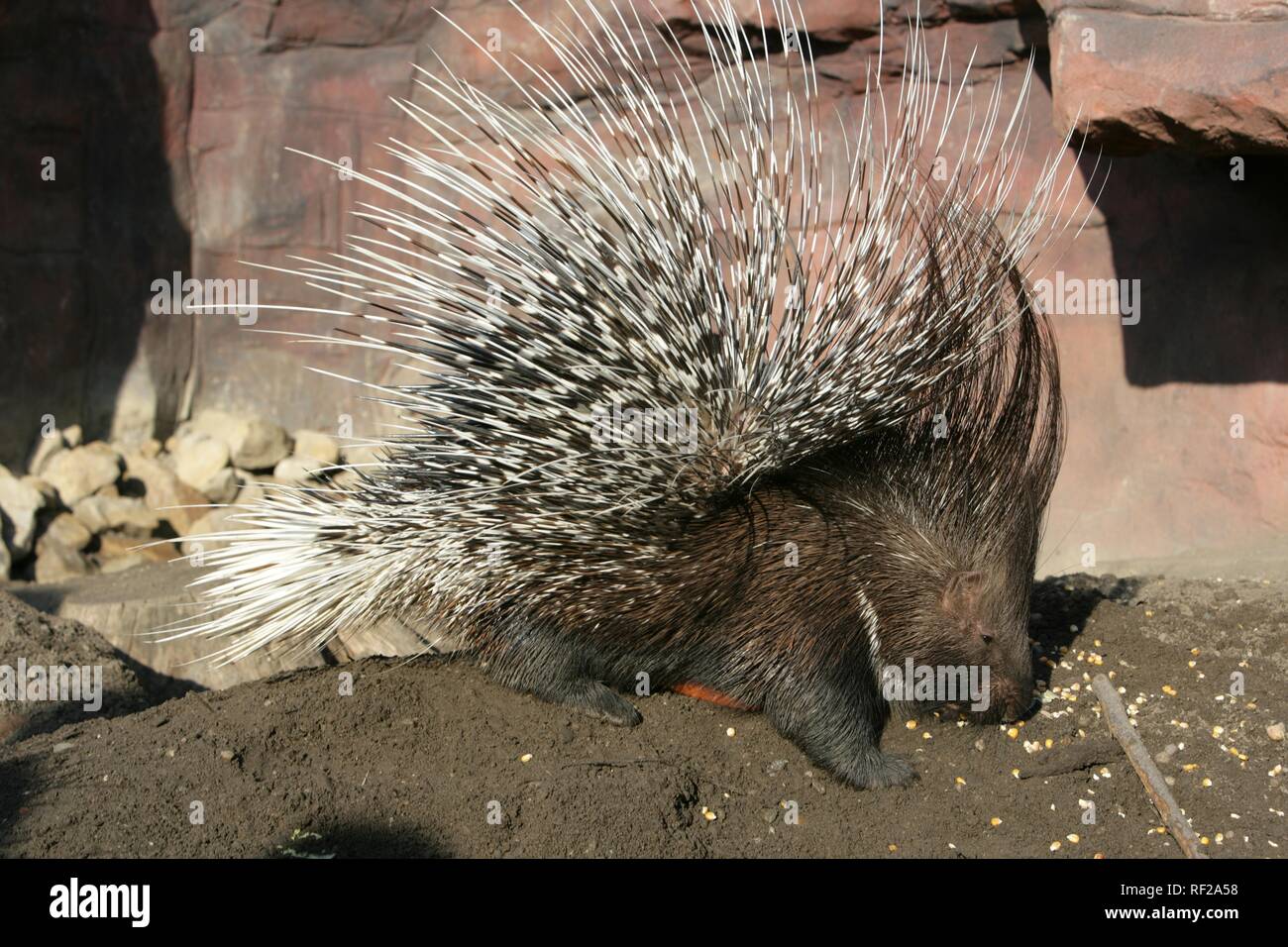 Porcupine (Hystricidae) at ZOOM Erlebniswelt Zoo in Gelsenkirchen ...