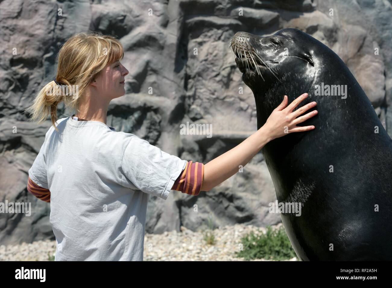 Feeding lion zoo keeper hi-res stock photography and images - Alamy
