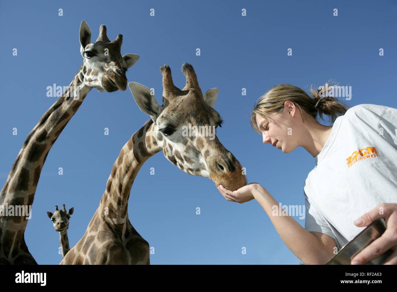 Zookeeper feeding giraffe hi-res stock photography and images - Alamy