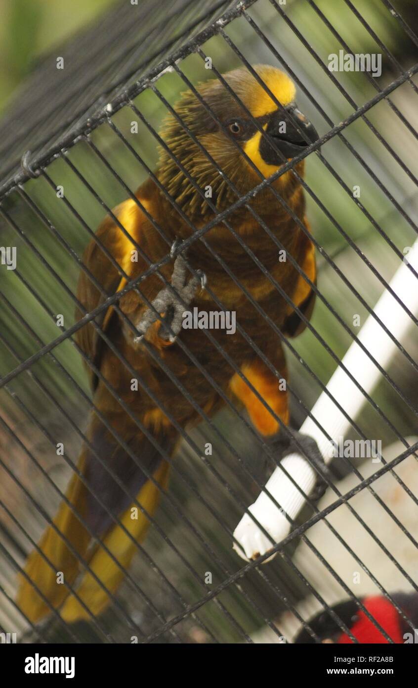 Madiun, Indonesia. 23rd Jan, 2019. Seen a brown parrot (Chalcopsitta ...