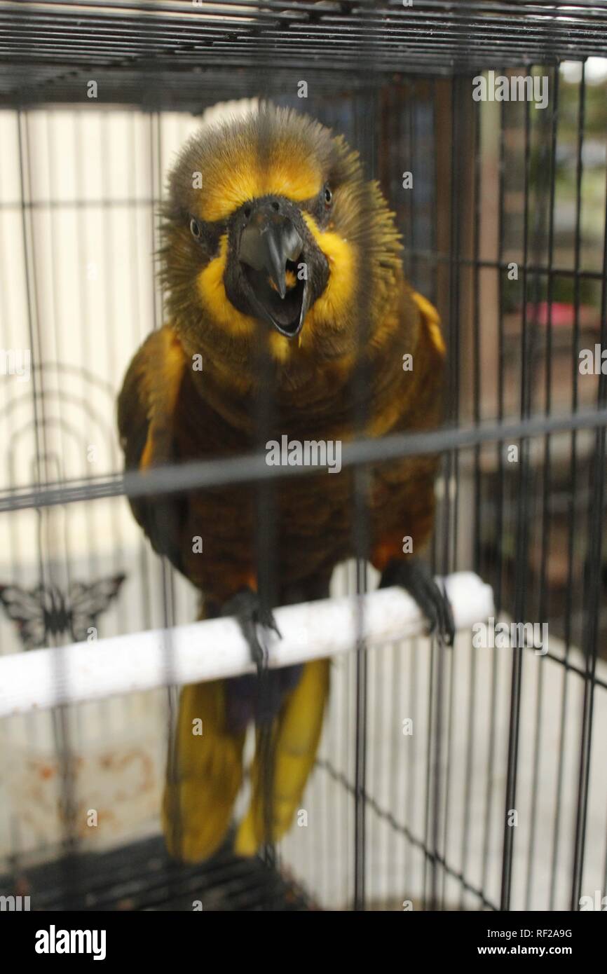 Madiun, Indonesia. 23rd Jan, 2019. Seen a brown parrot (Chalcopsitta ...