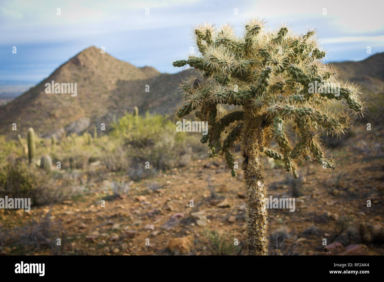Buckhorn cactus hi-res stock photography and images - Alamy