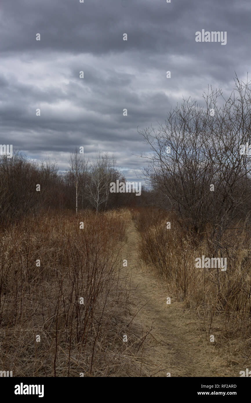 path through dry grass Stock Photo - Alamy