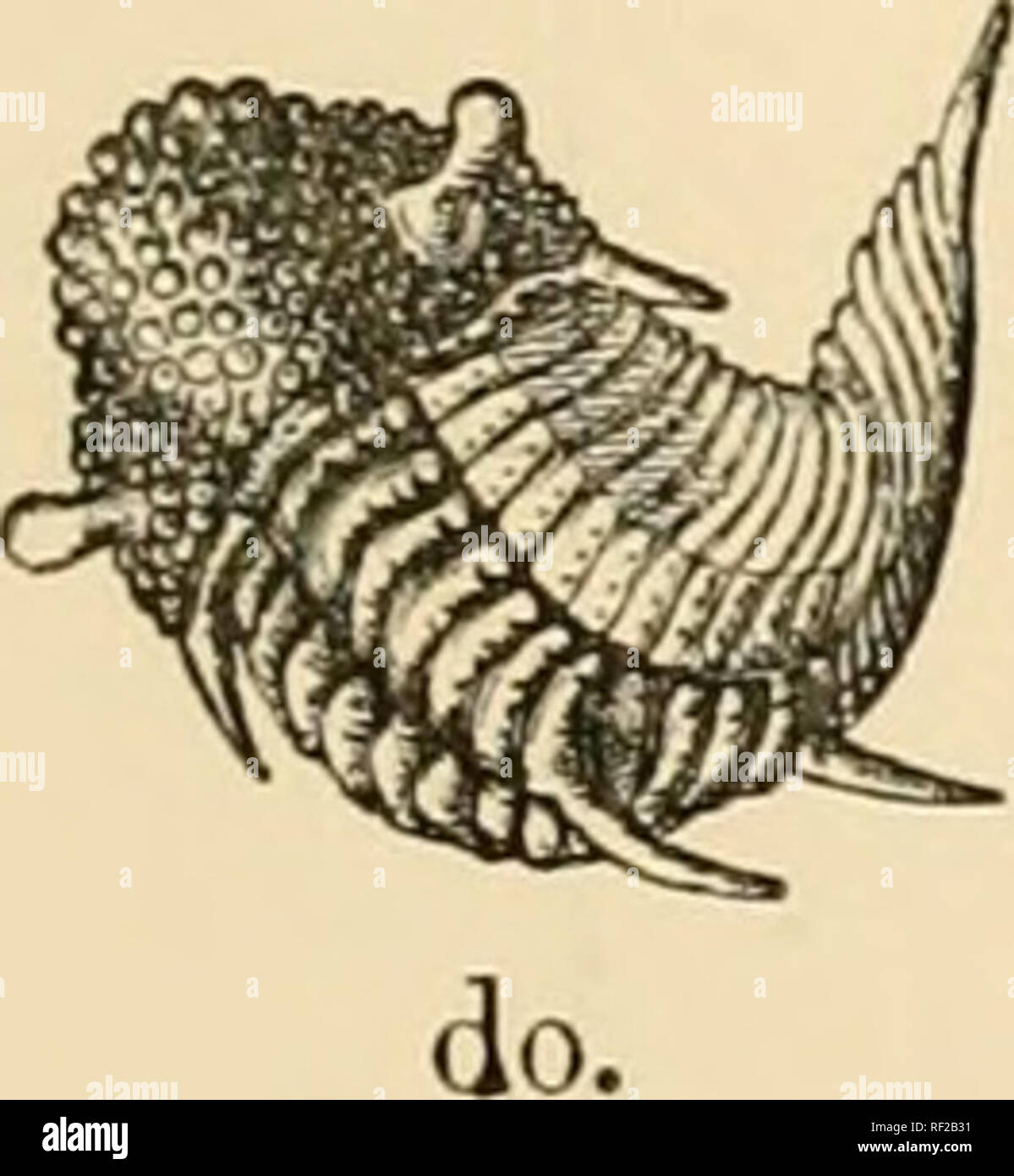 . A catalogue of the collection of Cambrian and Silurian fossils ...