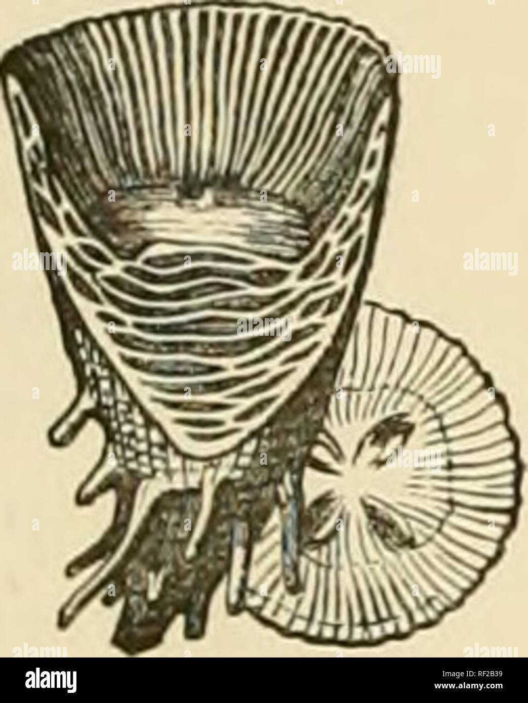 . A catalogue of the collection of Cambrian and Silurian fossils ...