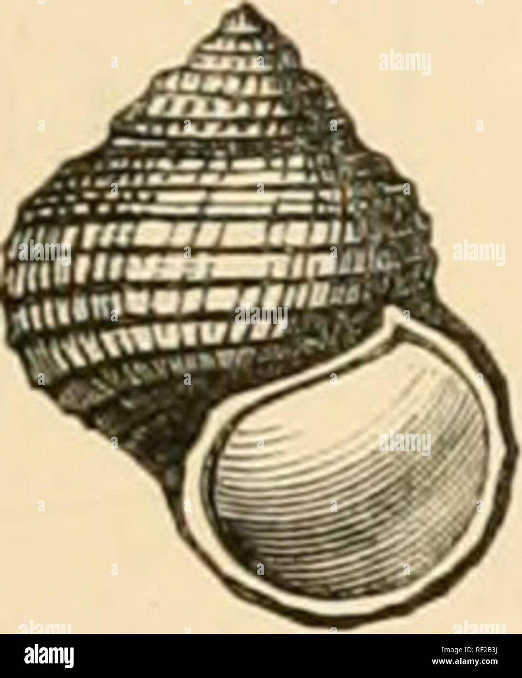 . A catalogue of the collection of Cambrian and Silurian fossils ...