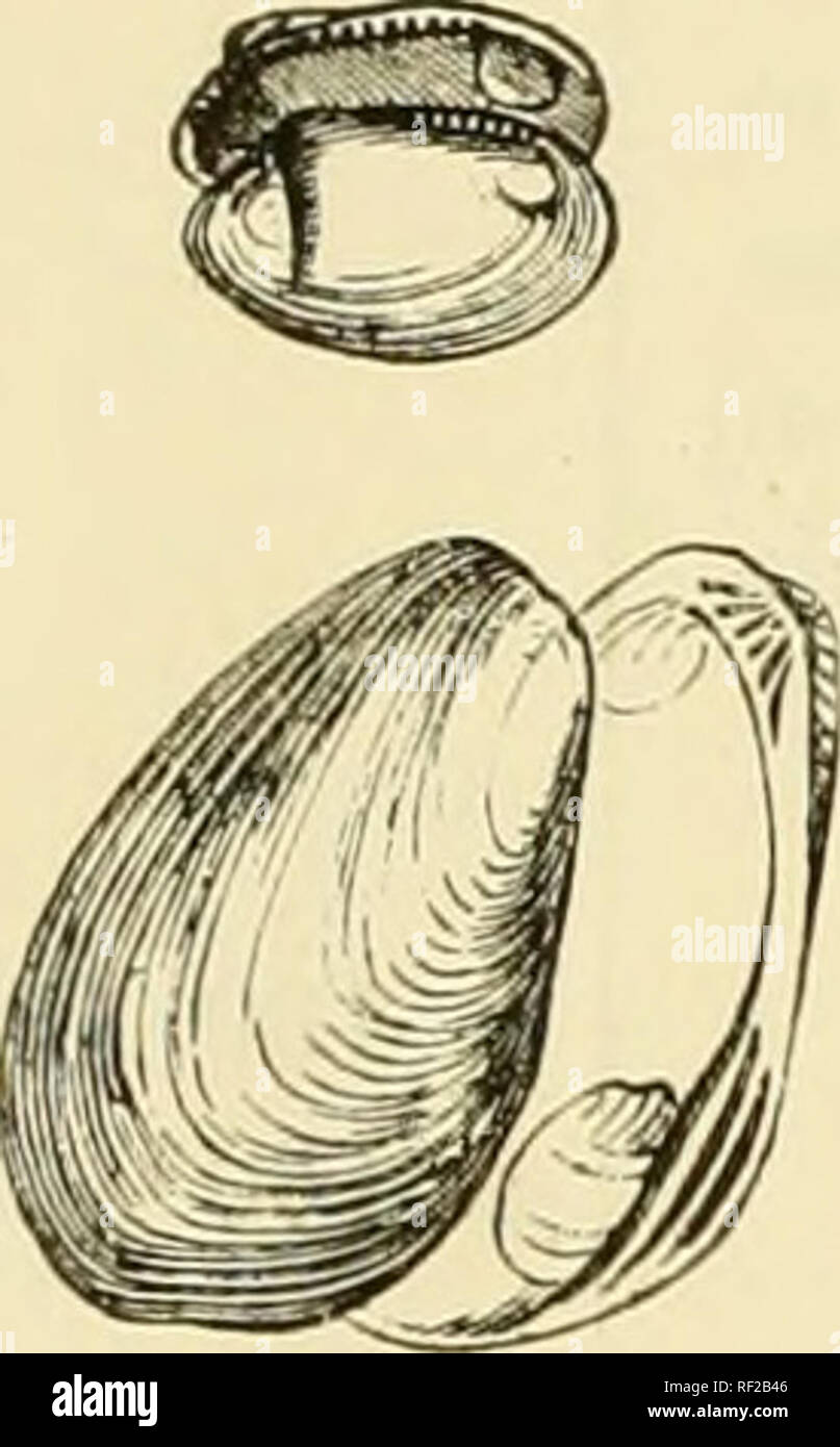 . A catalogue of the collection of Cambrian and Silurian fossils ...