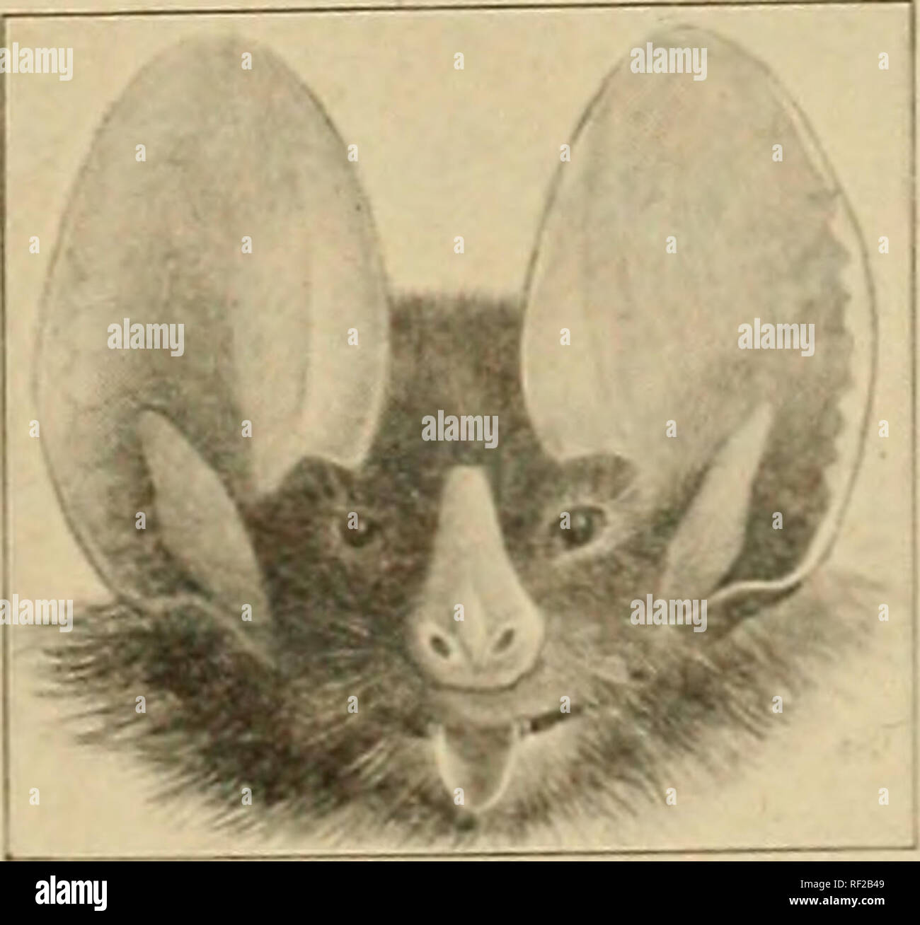 Mormoops hi-res stock photography and images - Alamy