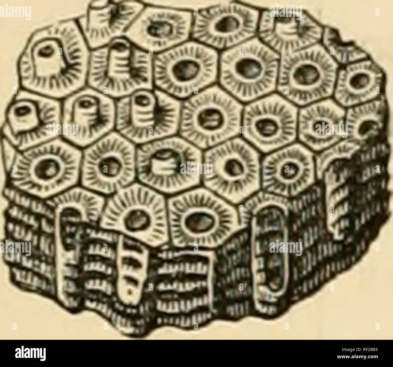 Cyathophyllum hi-res stock photography and images - Alamy