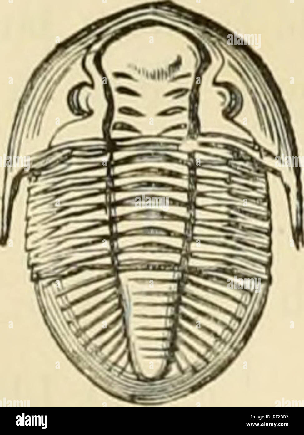 . A catalogue of the collection of Cambrian and Silurian fossils ...