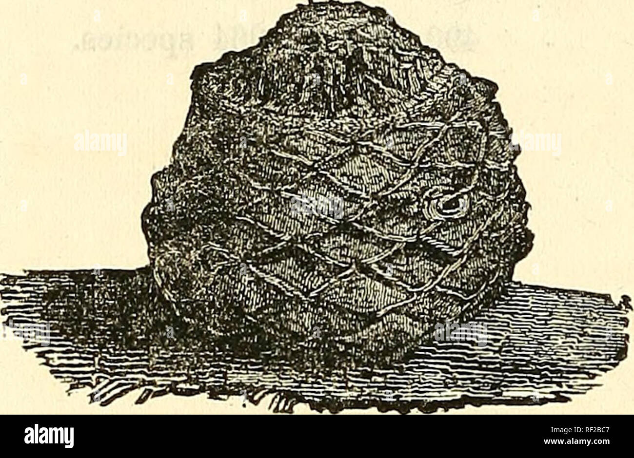 . Catalogue of casts of fossils, from the principal museums of Europe ...