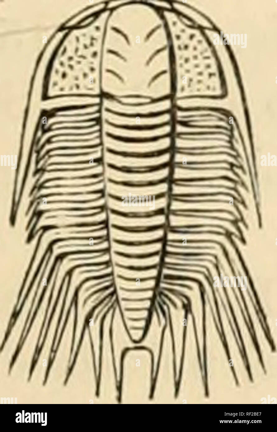 Shells with names hi-res stock photography and images - Alamy