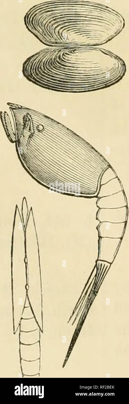 . A catalogue of the collection of Cambrian and Silurian fossils ...