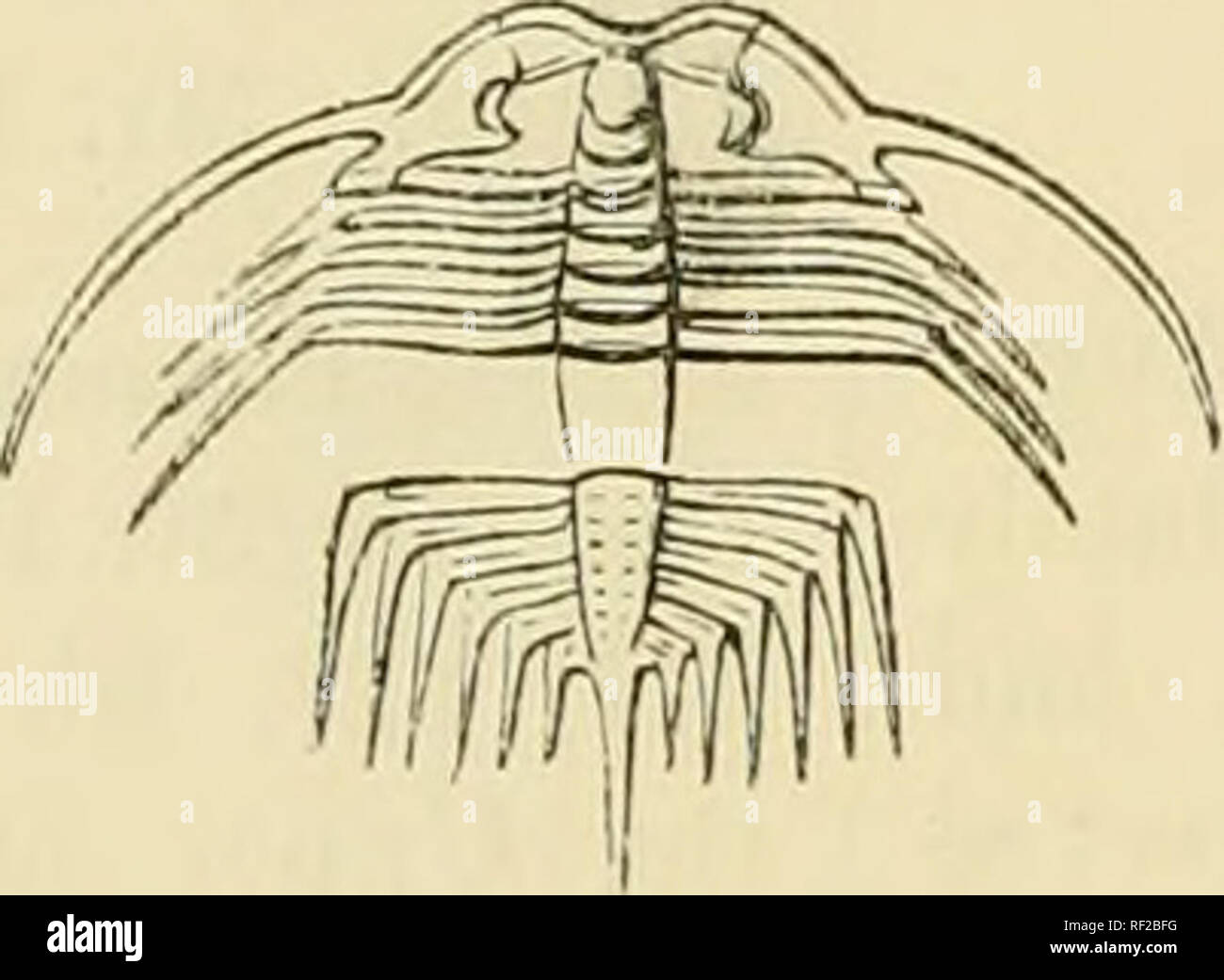 . A catalogue of the collection of Cambrian and Silurian fossils ...