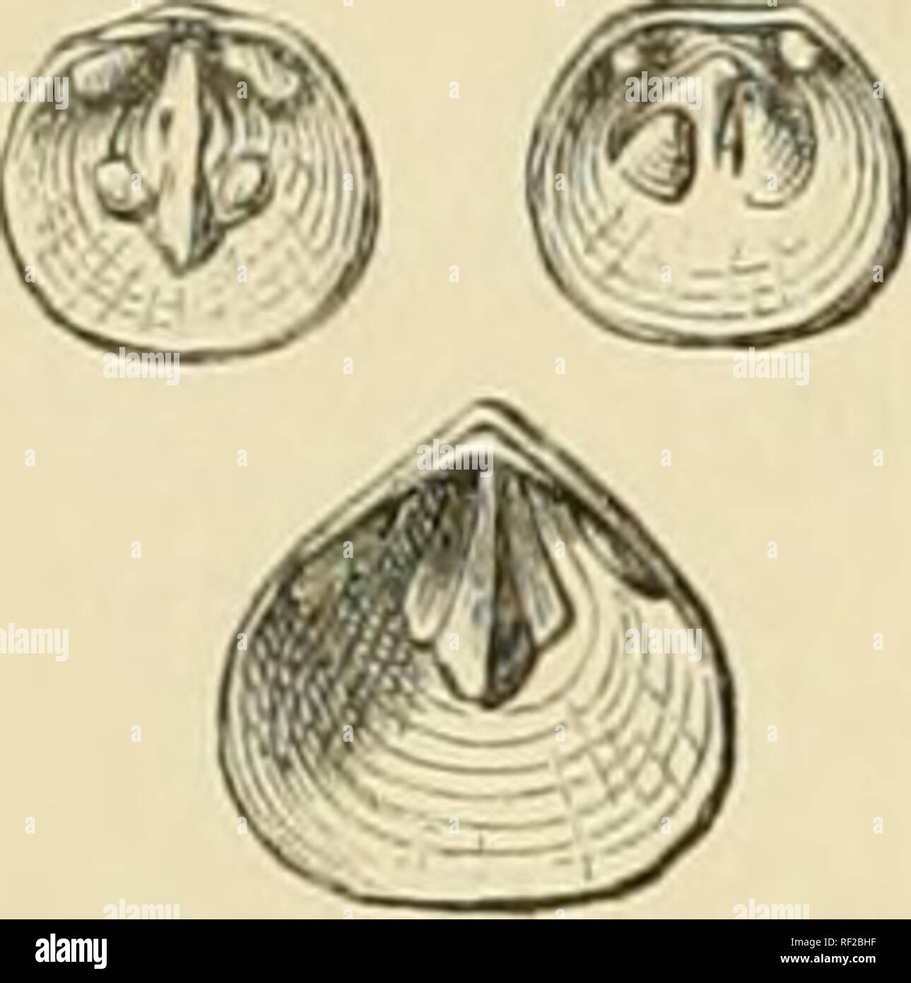 . A catalogue of the collection of Cambrian and Silurian fossils ...