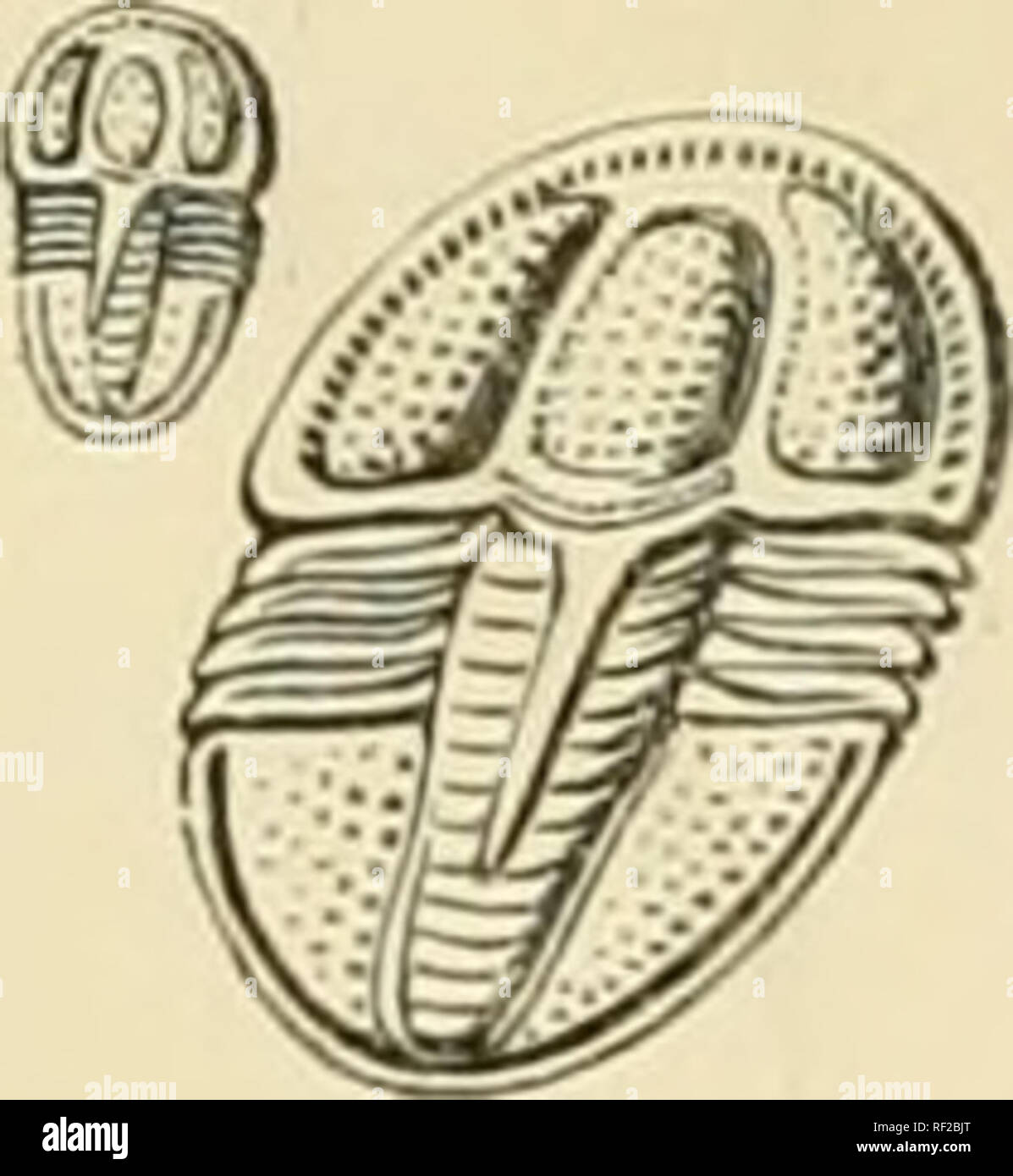 . A catalogue of the collection of Cambrian and Silurian fossils ...
