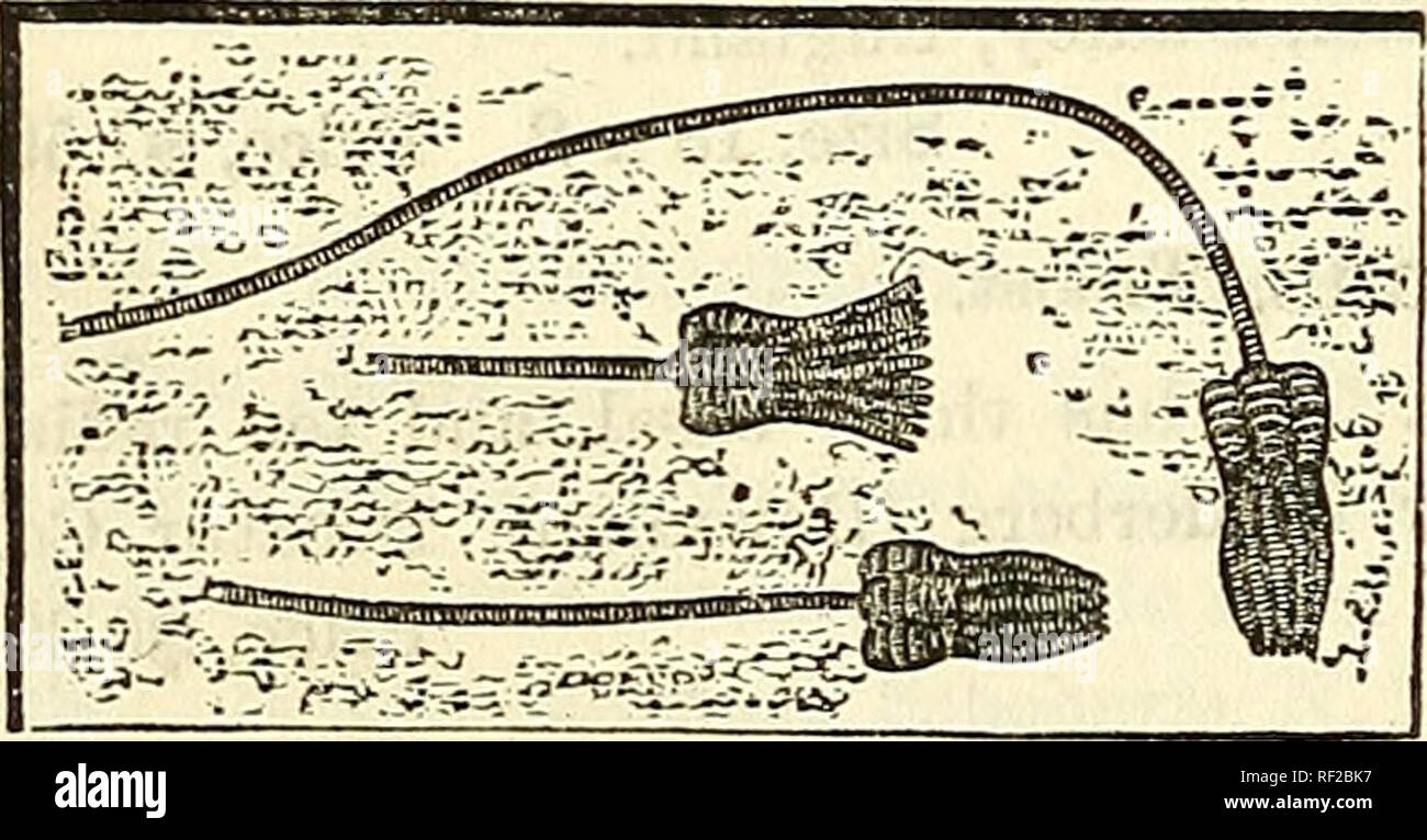 . Catalogue of casts of fossils, from the principal museums of Europe ...