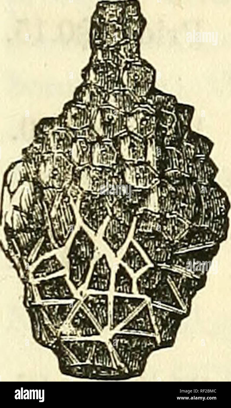 Blastoids High Resolution Stock Photography and Images - Alamy