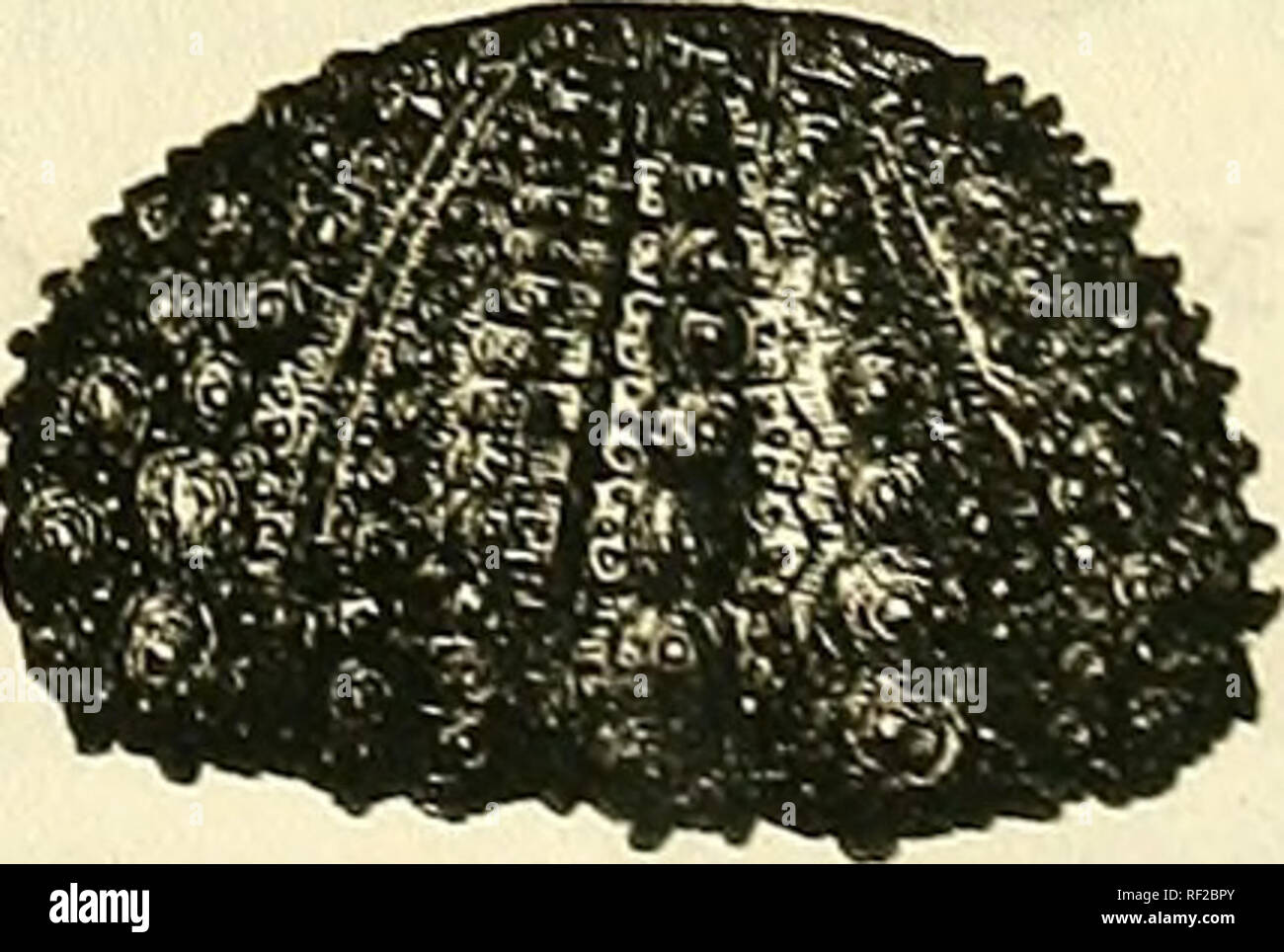 Echinodermata fossils hi-res stock photography and images - Alamy