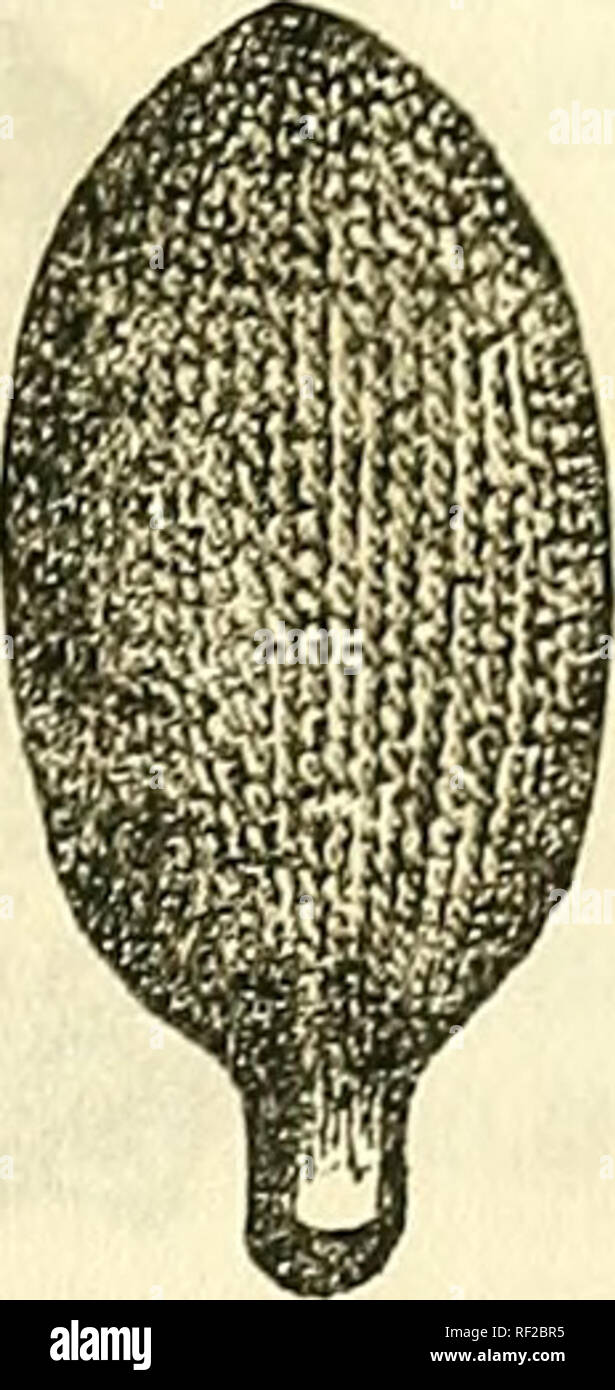 Echinodermata fossils hi-res stock photography and images - Alamy